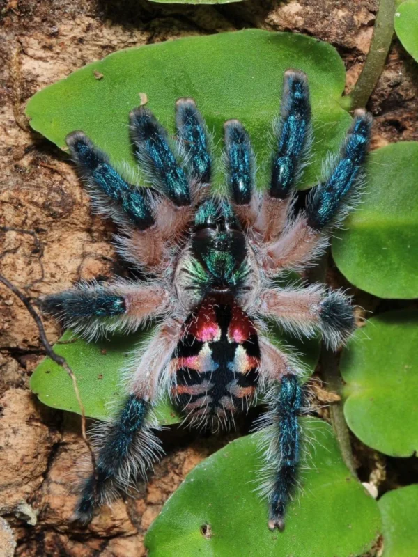 Brazilian Jewel Tarantula – Typhochlaena seladonia for sale in ...